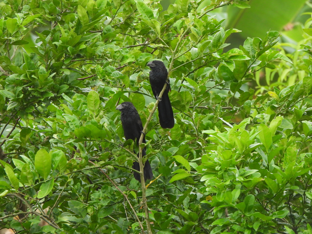 Groove-billed Ani from Limón Province, Parismina, Costa Rica on April ...