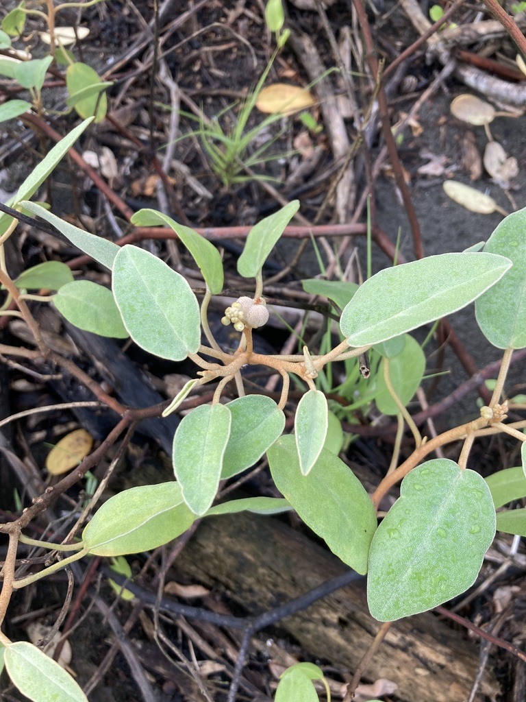 Beach Croton from Limón, Siquirres, Costa Rica on April 26, 2024 at 06: ...