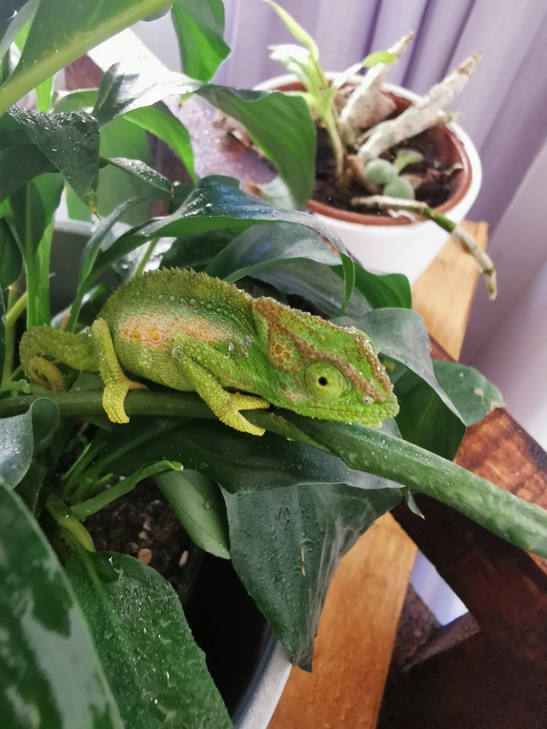 Cape Dwarf Chameleon from 65 The Vines, Mont Blois, Somerset West, Cape ...