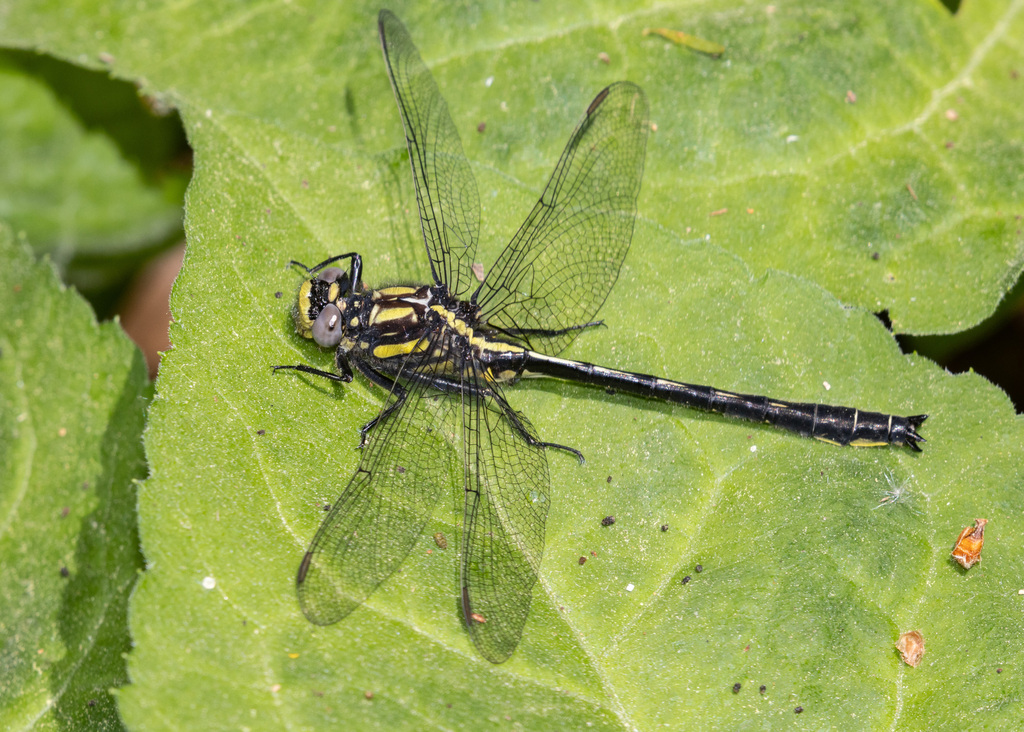 Harpoon Clubtail from Outaouais, QC, Canada on May 25, 2024 at 10:45 AM ...