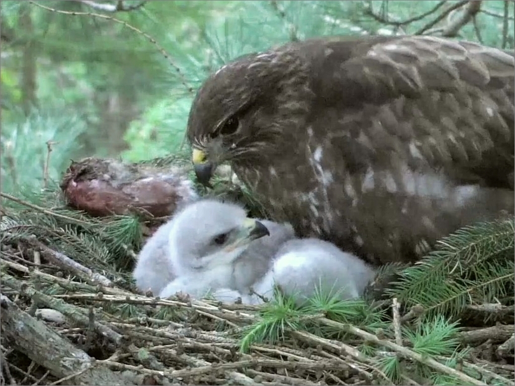 Western Common Buzzard in May 2021 by milano · iNaturalist