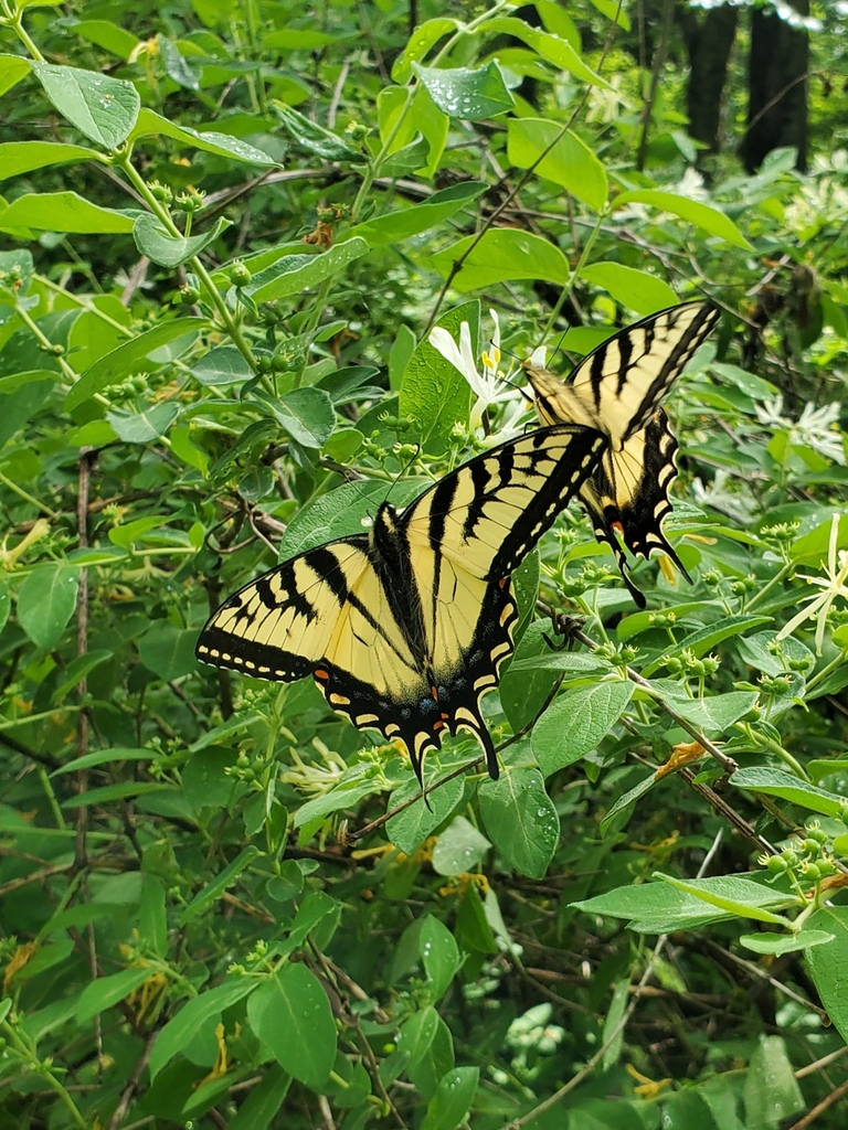 Canadian Tiger Swallowtail from Northville, NY 12134, USA on May 28 ...