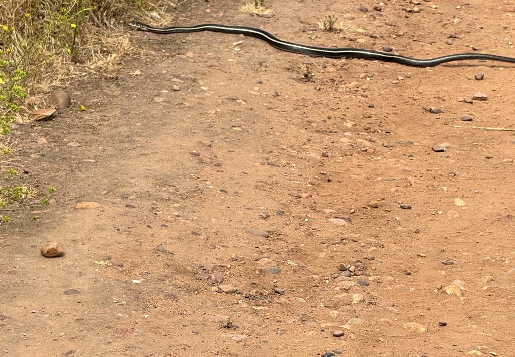 Striped Racer from Morley Field Sports Complex, San Diego, CA, US on ...