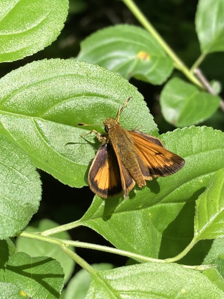 Hobomok Skipper from Afton State Park, Afton, MN, US on May 28, 2024 at ...