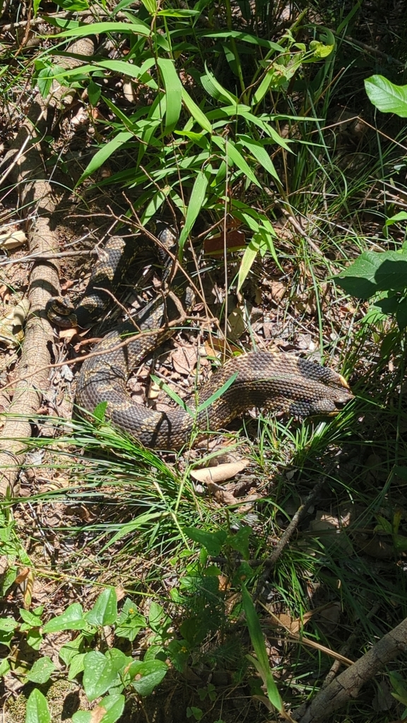 Eastern Hognose Snake from Old Enfield, Austin, TX, USA on May 28, 2024 ...