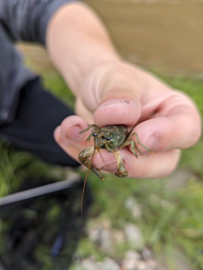 Rusty Crayfish from West Rouge, Scarborough, ON, Canada on May 28, 2024 ...