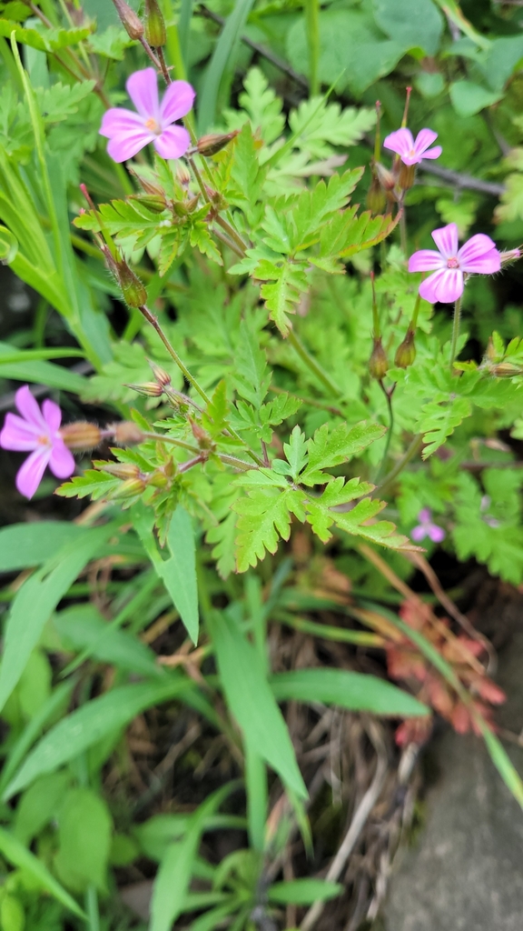 Herb Robert from Muskoka, CA-ON, CA on May 28, 2024 at 06:45 PM by Kyla ...
