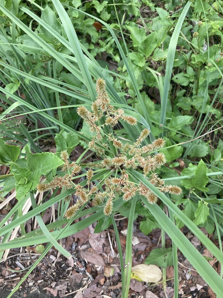 Swamp Flatsedge from Limón Province, Parismina, Costa Rica on April 26 ...