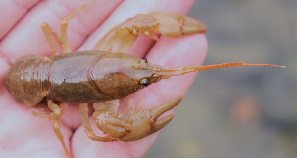 Allegheny Crayfish in May 2024 by brandonh1 · iNaturalist