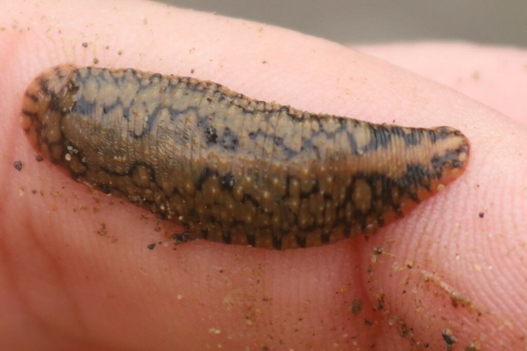 Smooth Turtle Leech in May 2024 by brandonh1 · iNaturalist