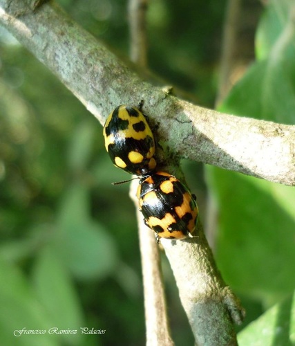 Ladybird Beetles's Check List, Ladybird Beetles of the World · iNaturalist