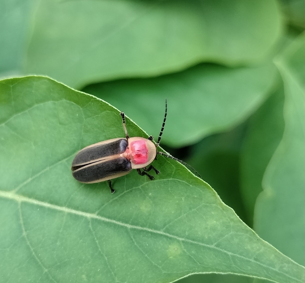 Common Eastern Firefly from Joshua, TX 76058, USA on May 28, 2024 at 07 ...