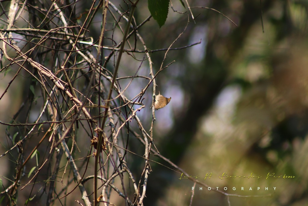Consul electra electra from Reserva Territorial, Col. Santa Bárbara ...