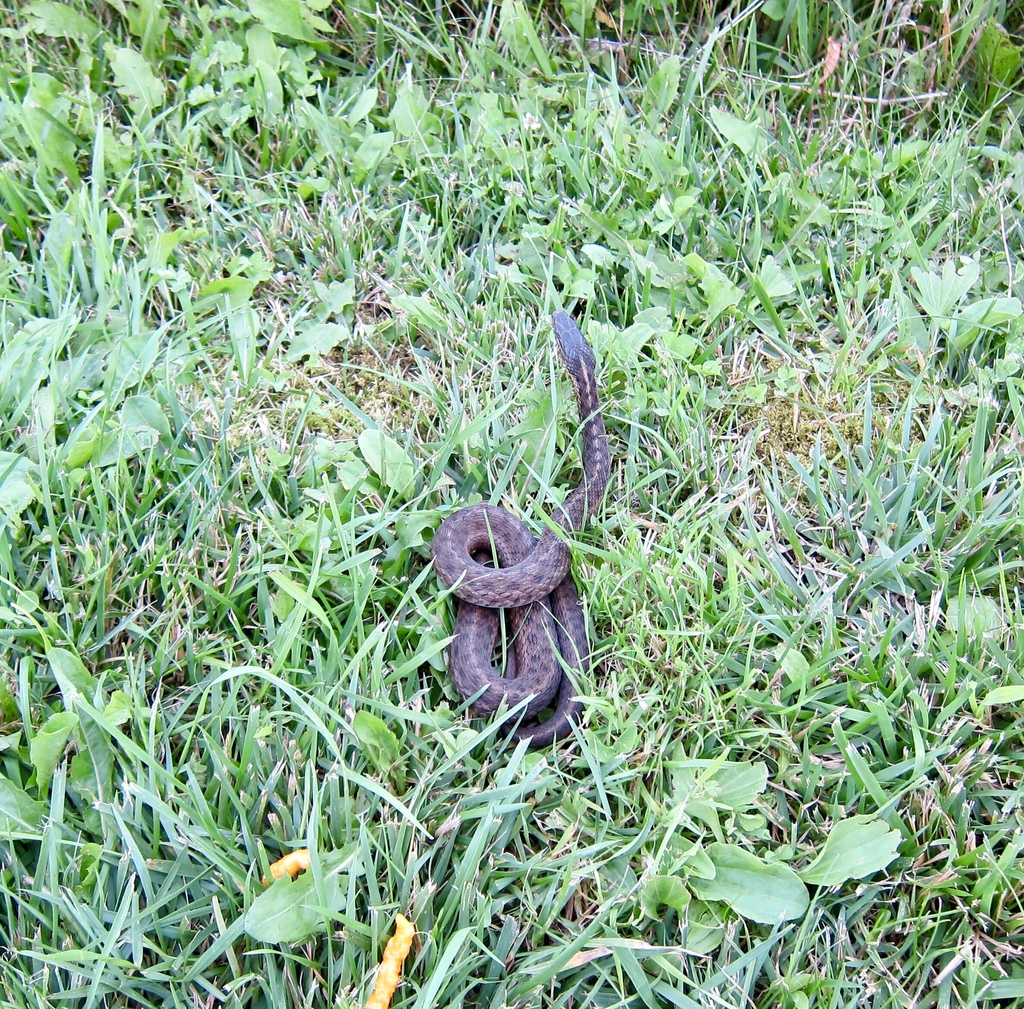 Colubrid Snakes in July 2015 by msmctav. Observed sunning next to ...