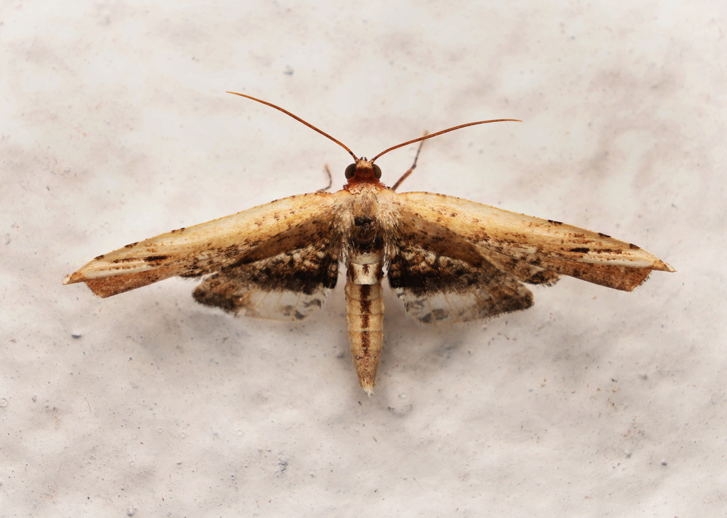 Calindoea from Bukit Fraser, 49000 Bukit Fraser, Pahang, Malaysia on ...