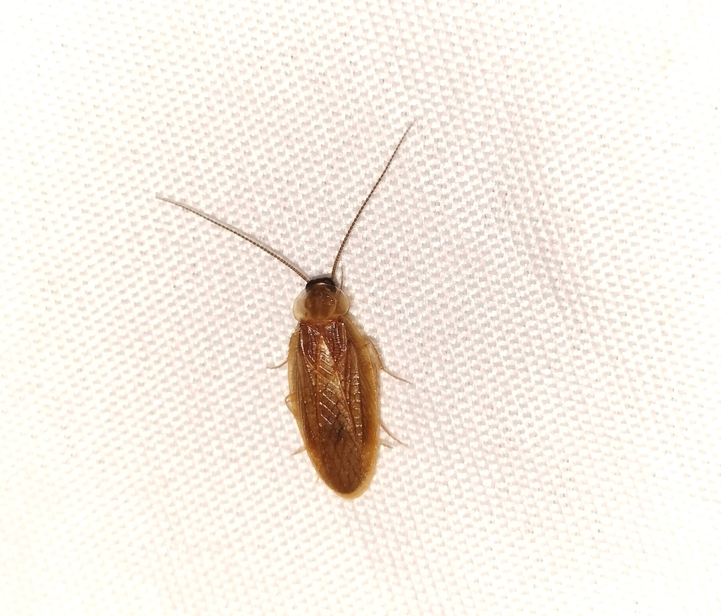 Compsodes schwarzi from Joshua, TX 76058, USA on May 28, 2024 at 09:20 ...