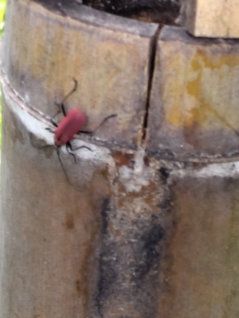 Red Longicorn Beetle from 252-0182, Giappone on May 25, 2024 at 01:35 ...