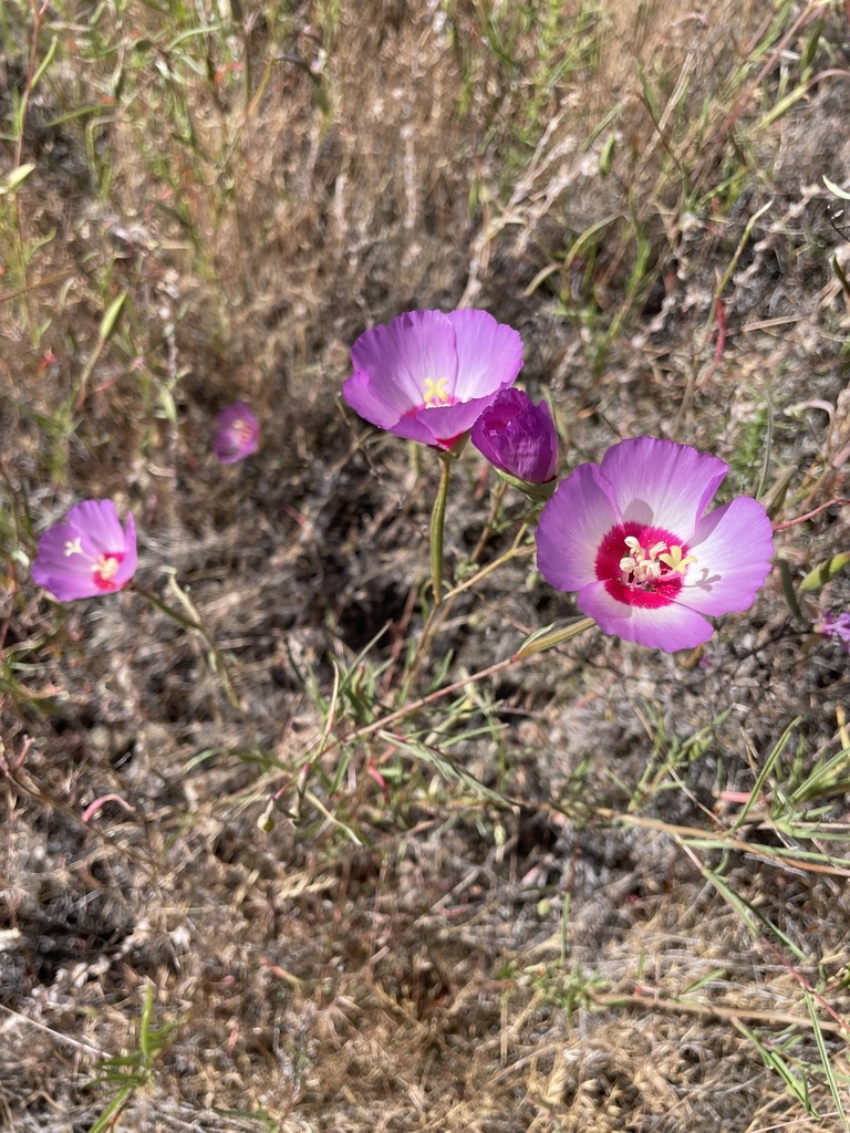tracy's clarkia in May 2024 by Paul Aigner · iNaturalist