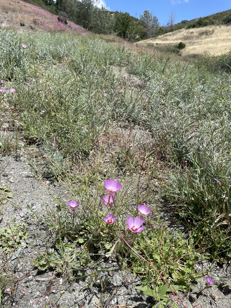 tracy's clarkia in May 2024 by Paul Aigner · iNaturalist