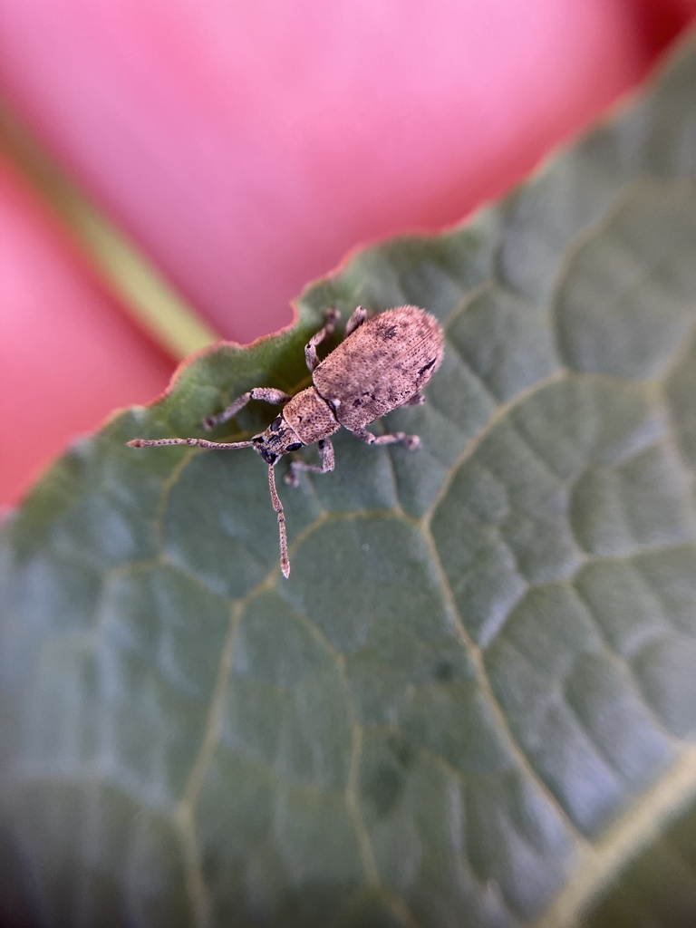 Peach Root Weevil from 信州大学 松本キャンパス, 松本市, 長野県, JP on May 29, 2024 at 12 ...