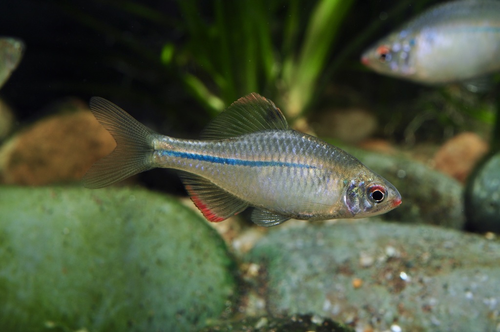 Rhodeus notatus from Myoryang-myeon, Yeonggwang-gun, Jeollanam-do ...