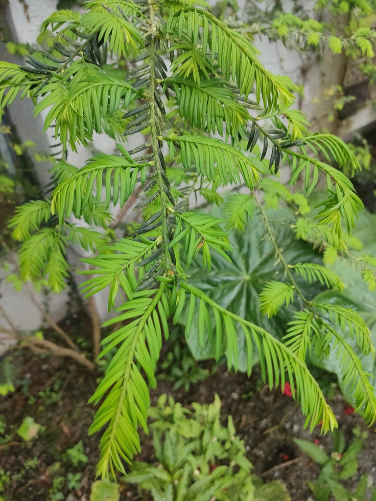 Chinese yew in May 2024 by 805王正新 · iNaturalist