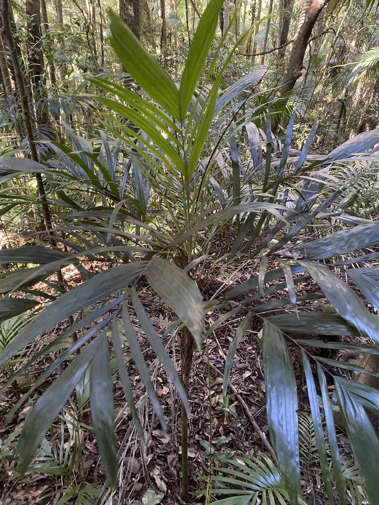Walking stick palm from Main Range National Park, North Branch, QLD, AU ...