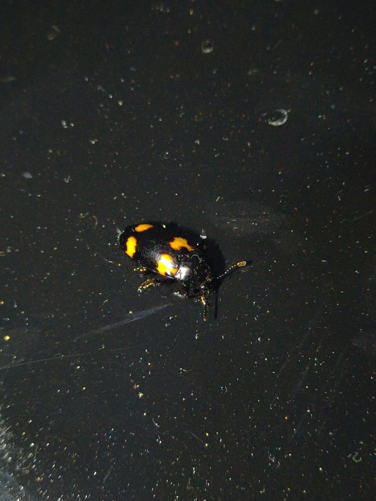 Episcapha from Trolak, Perak, Malaysia on May 28, 2024 at 11:05 PM by ...