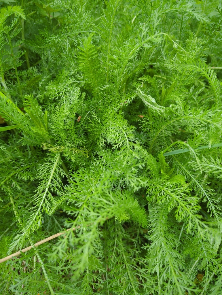 common yarrow from Durham DH1 2RZ, UK on May 29, 2024 at 09:31 AM by ...