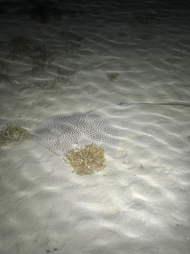 Reticulate Whipray in May 2024 by Sean Rowan Laughlin · iNaturalist