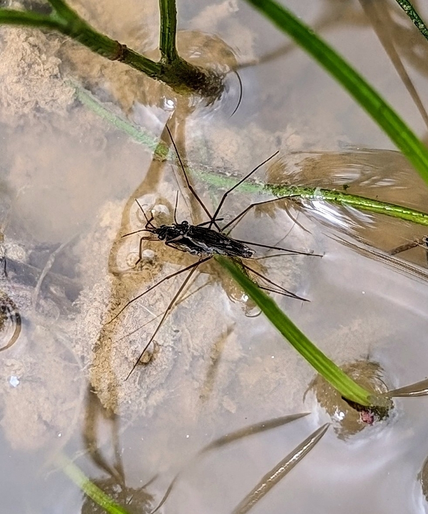 Gerris from Whitesmith, Lewes BN8 6JD, UK on May 29, 2024 at 11:38 AM ...