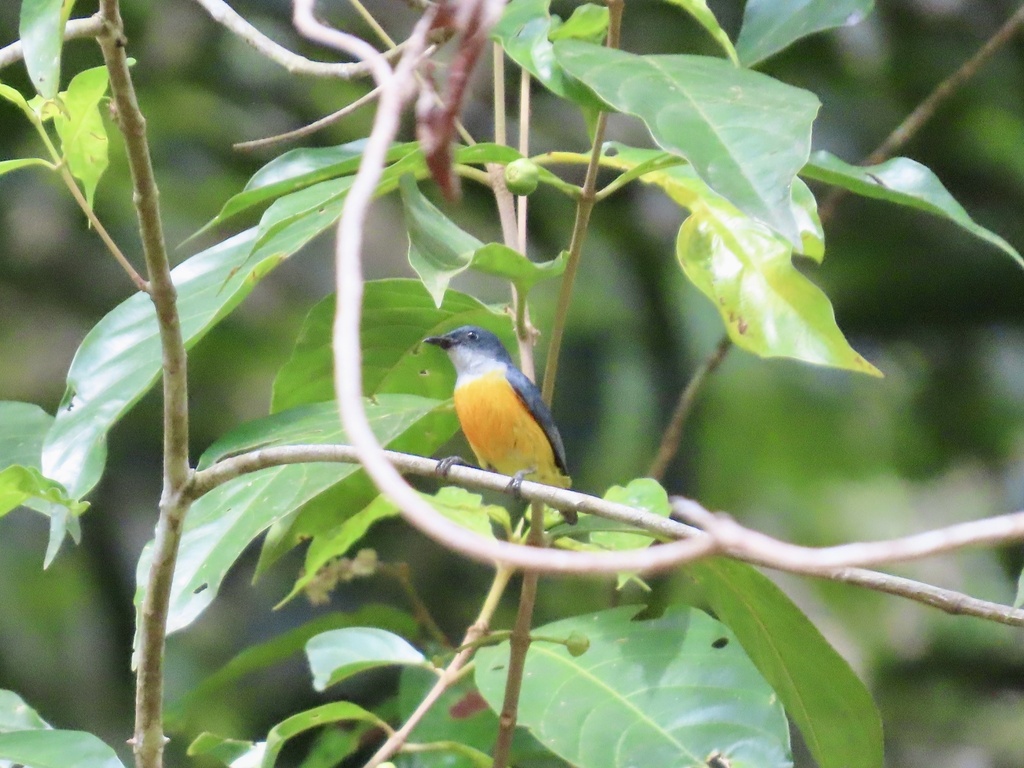 Orange-bellied Flowerpecker from Sumatra, Kabupaten Tapanuli Selatan ...