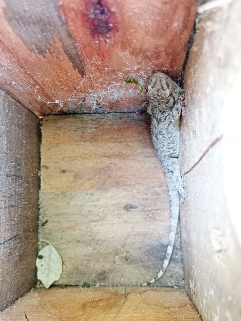 Moorish Gecko from Barcelona, ES-CT, ES on May 29, 2024 at 10:47 AM by ...