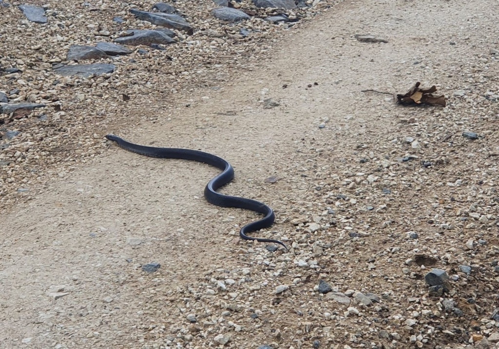 Mexican West Coast Indigo Snake from Talpa de Allende, Jal., MX on ...