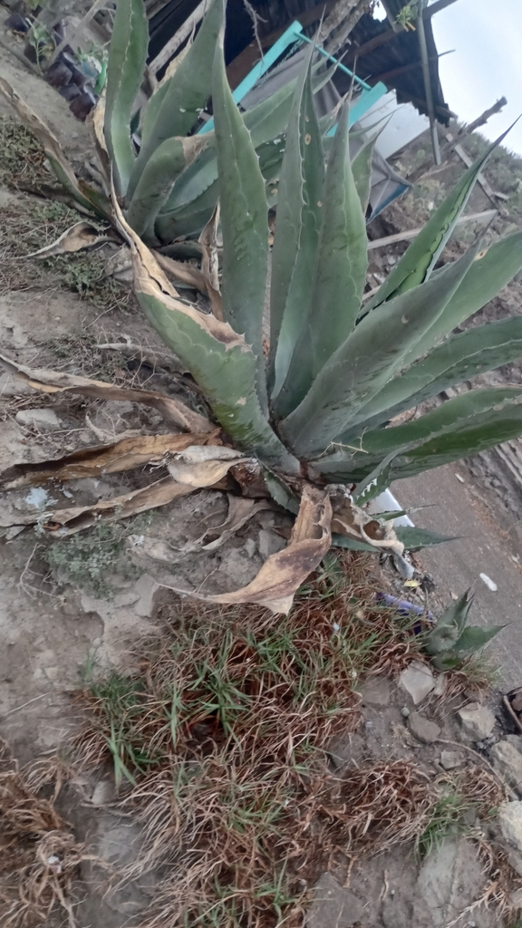 Pulque agave from 91293 Zalayeta, Ver., México on May 23, 2024 at 06:51 ...