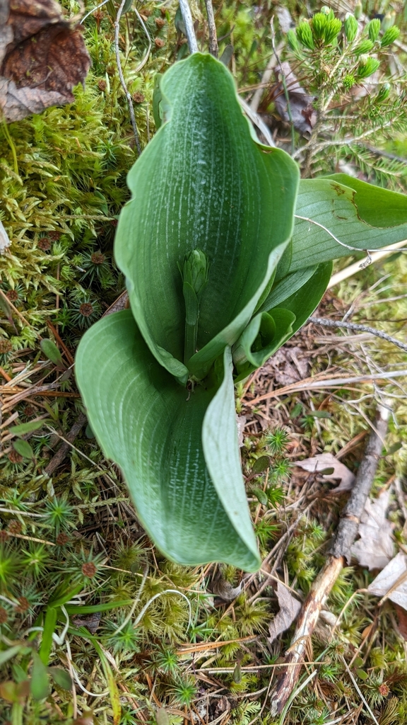 Round-leaved Bog Orchid from Torch Lake Township, MI, USA on May 25 ...