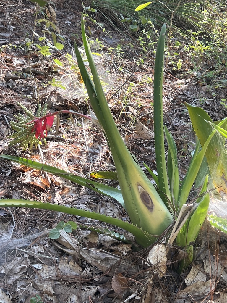 Agave rhodacantha from Cabo Corrientes, Jal., MX on May 29, 2024 at 08: ...