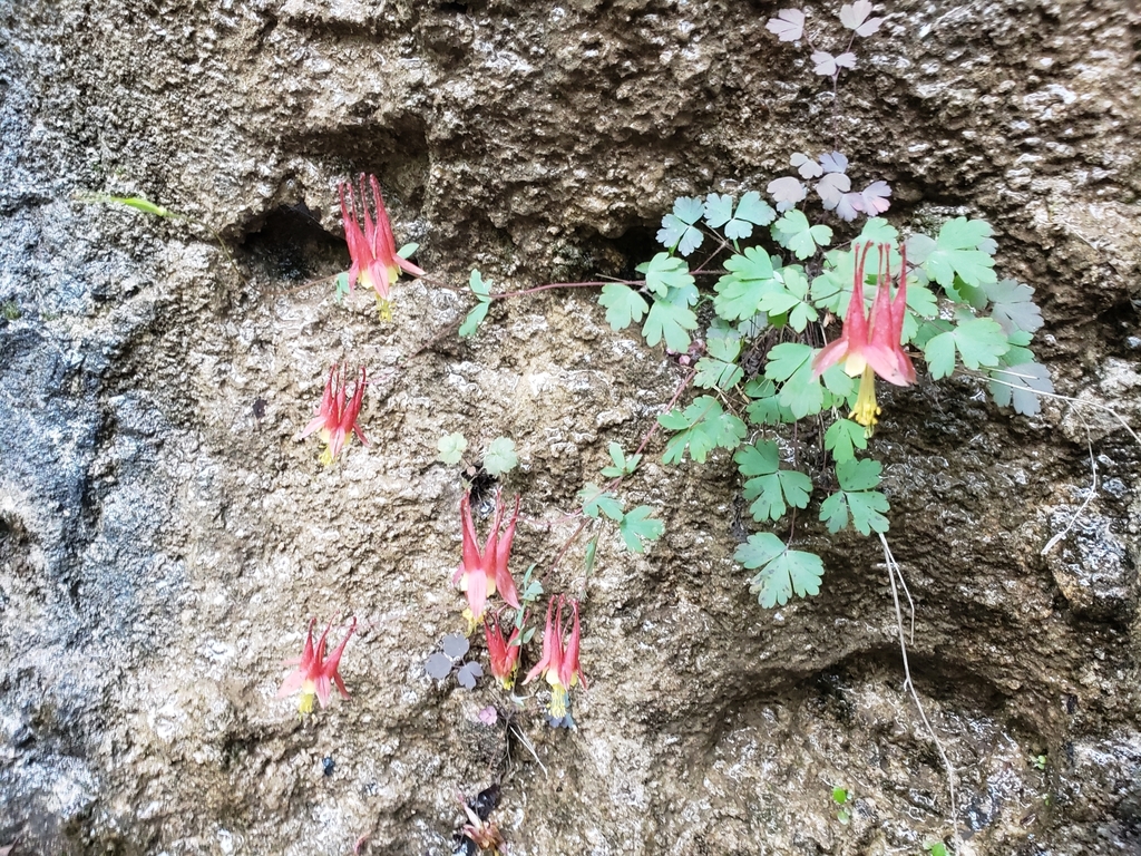 red columbine from 4900 S Lindbergh Blvd, Sappington, MO 63126, USA on ...