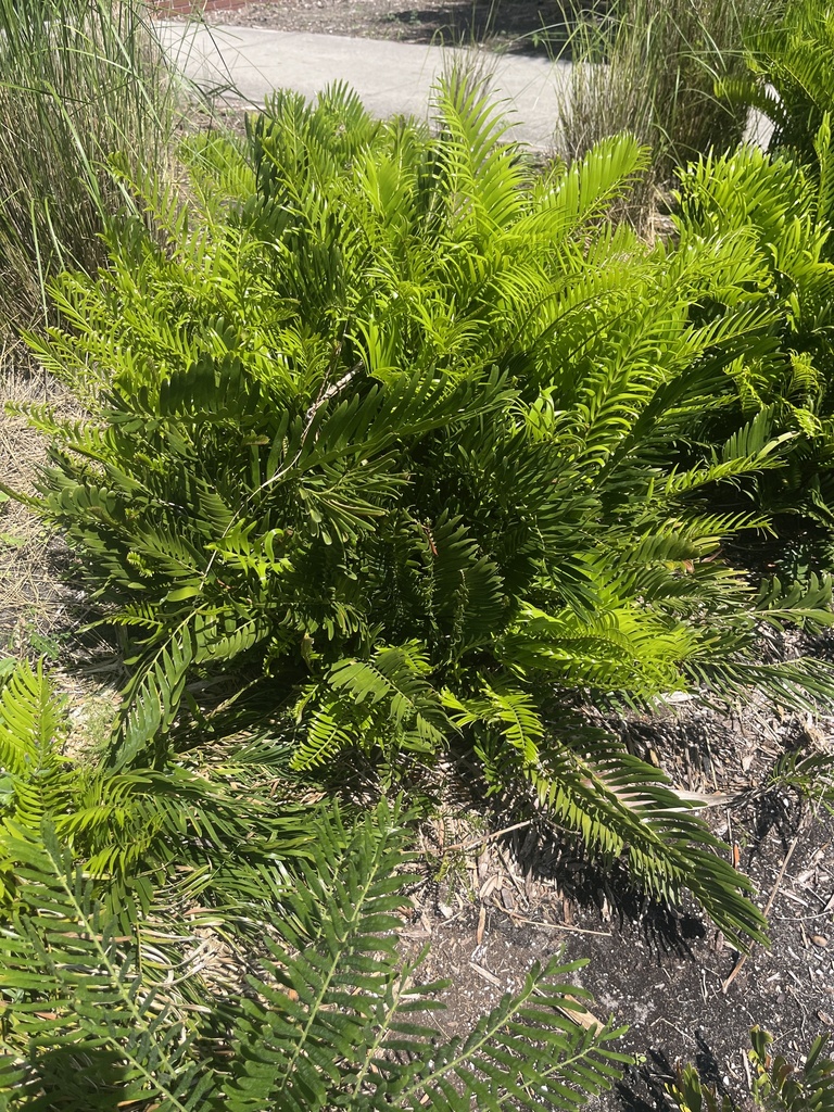 vascular plants from University of Central Florida, Orlando, FL, US on ...