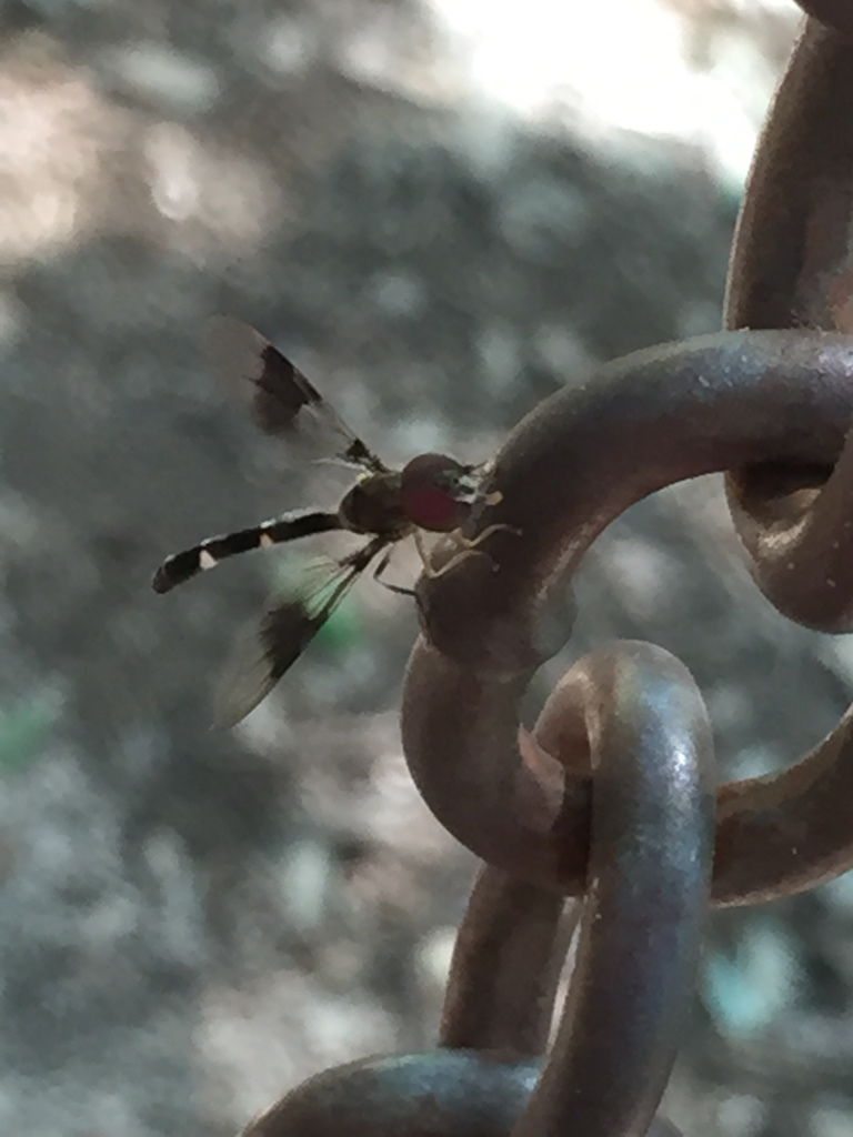 Eastern Band-winged Hover Fly from 78739, Austin, TX, US on May 13 ...