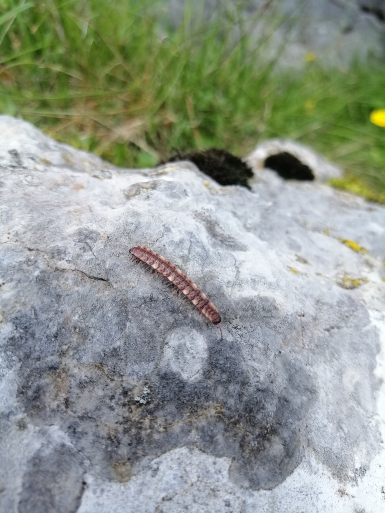 Polydesmus complanatus from H2QM+7R, 33026 Paluzza UD, Italia on May 29 ...