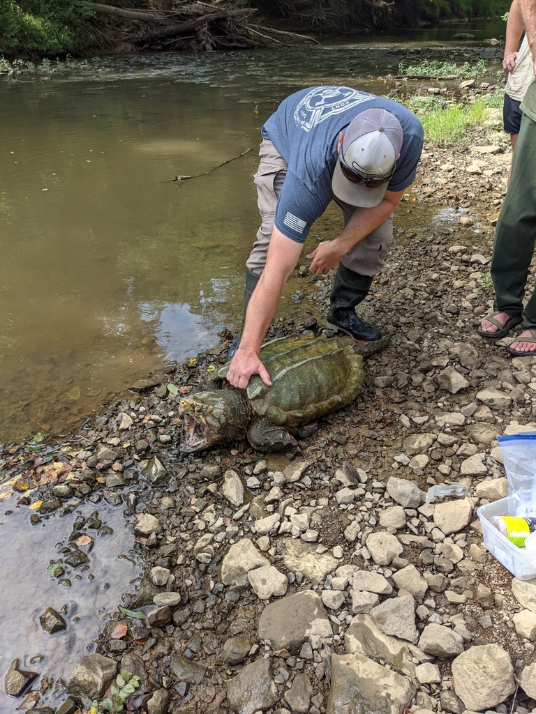 Alligator Snapping Turtle in May 2024 by TYLER LESLEY. AST survey 2024 ...