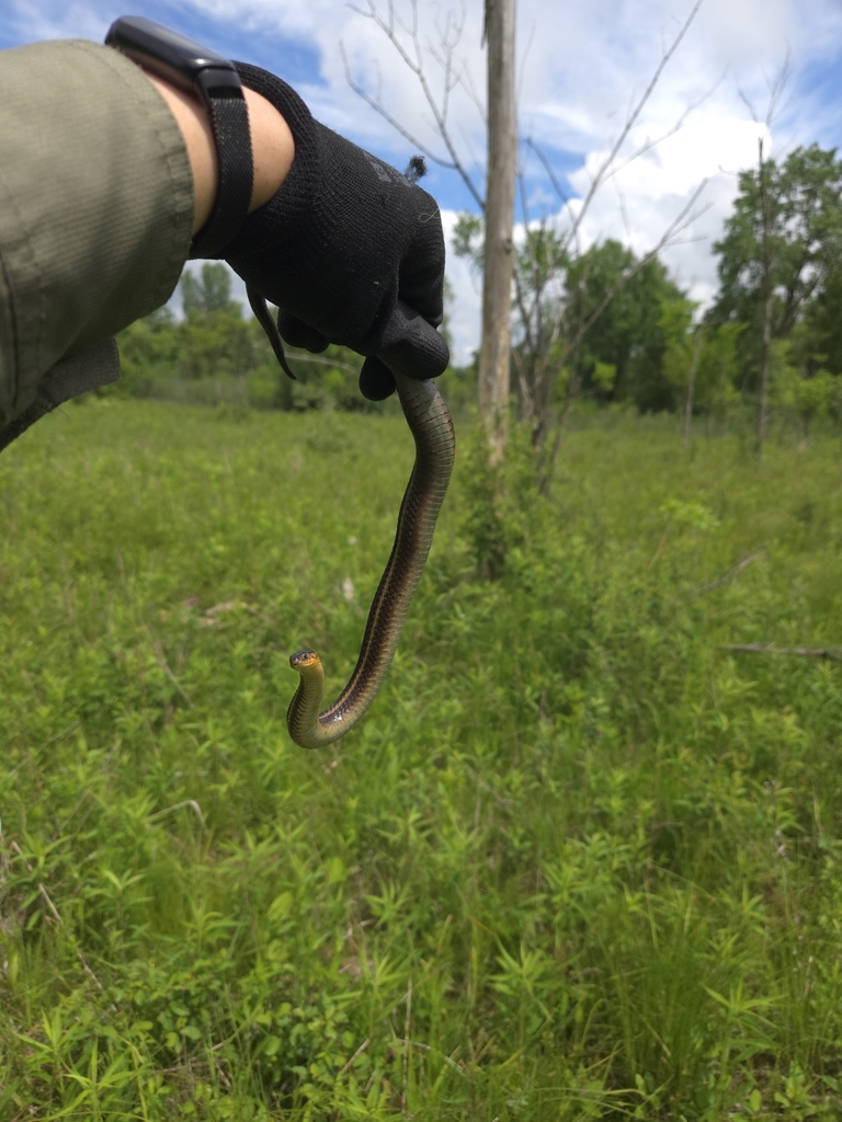 Butler's Garter Snake from King, Ann Arbor, MI, USA on May 29, 2024 at ...