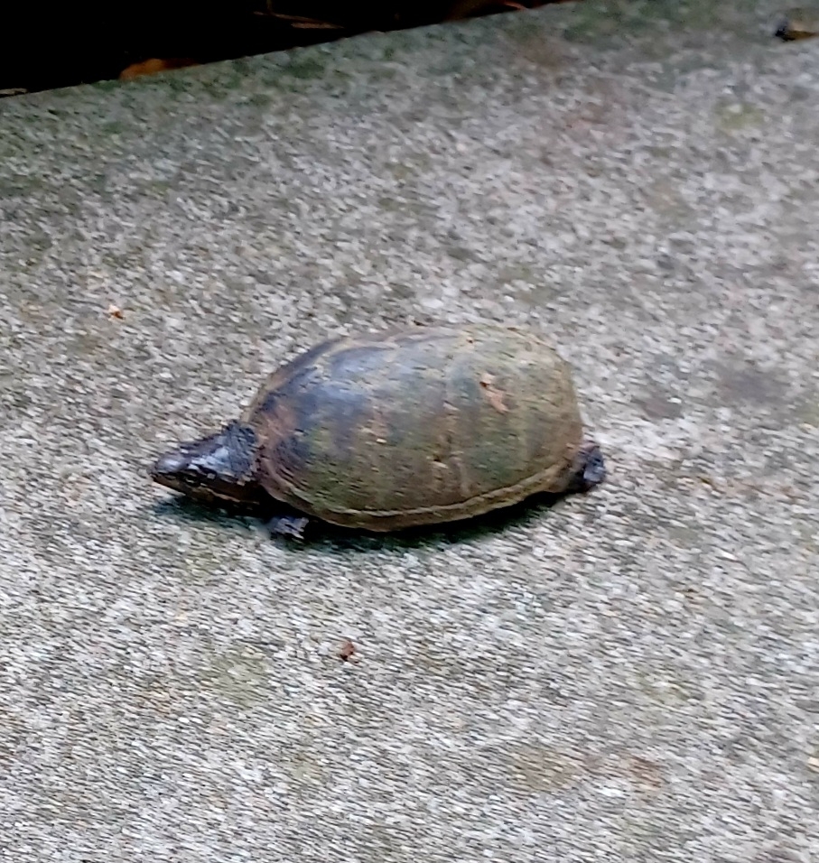 Eastern Musk Turtle from Old Mason Farm Road at Highland Woods Road ...