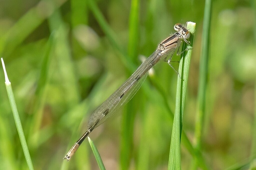 Bluets from Lincoln, NE, USA on May 28, 2024 at 10:56 AM by Steve Kruse ...