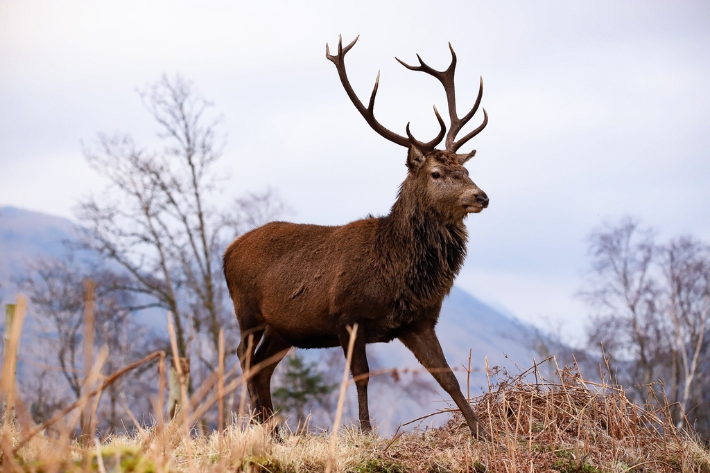 Red Deer from Unnamed Road, Ballachulish PH49 4JA, UK on January 5, 2019 at 12:37 PM by Richard ...