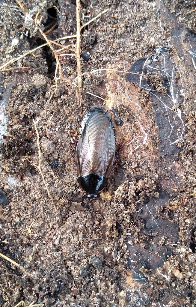 Surinam Cockroach from Calle 12, Pueblo Nuevo, Córdoba, Colombia on May ...