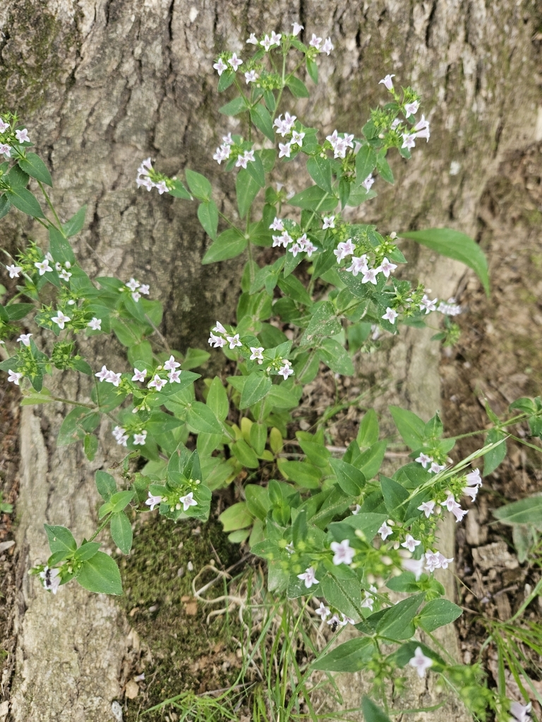 summer bluet in May 2024 by Lauren Hubbard · iNaturalist