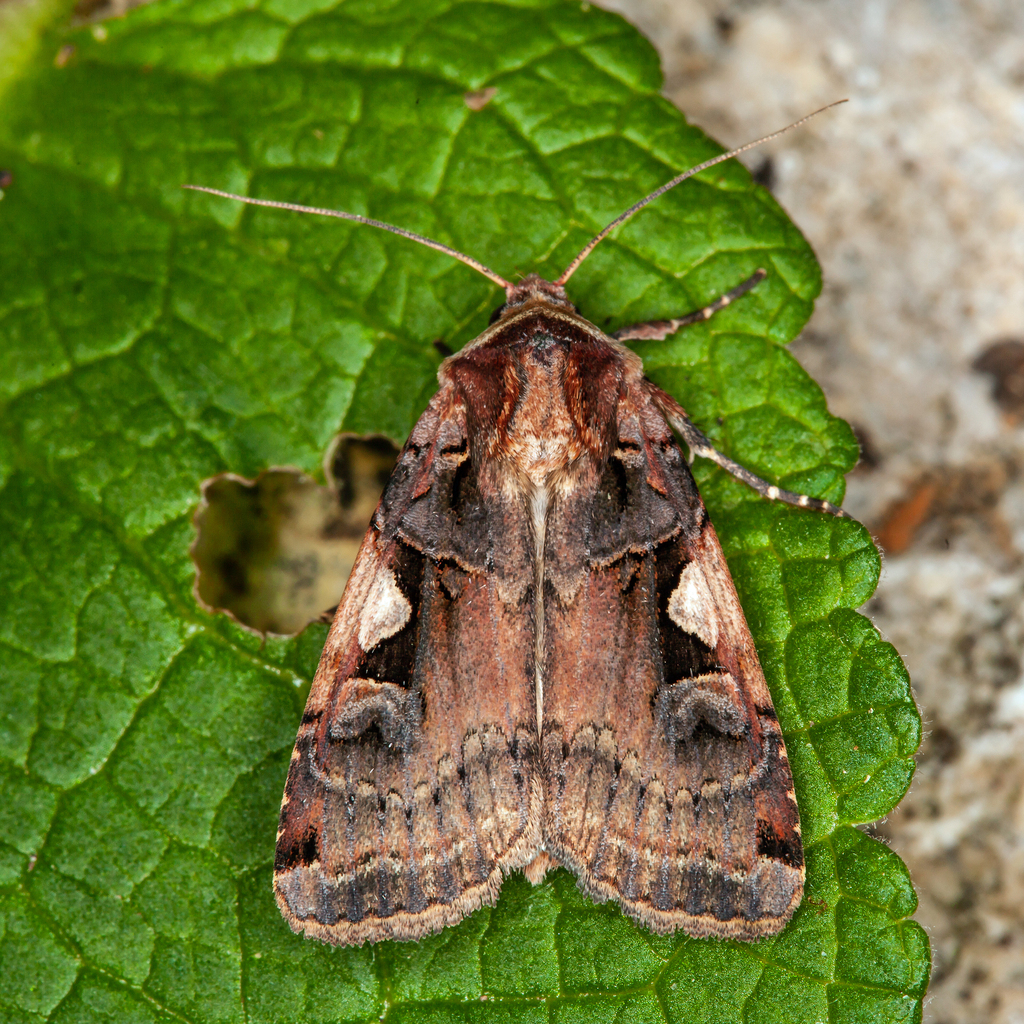 Setaceous Hebrew Character from 84 Landshut, Deutschland on May 29 ...
