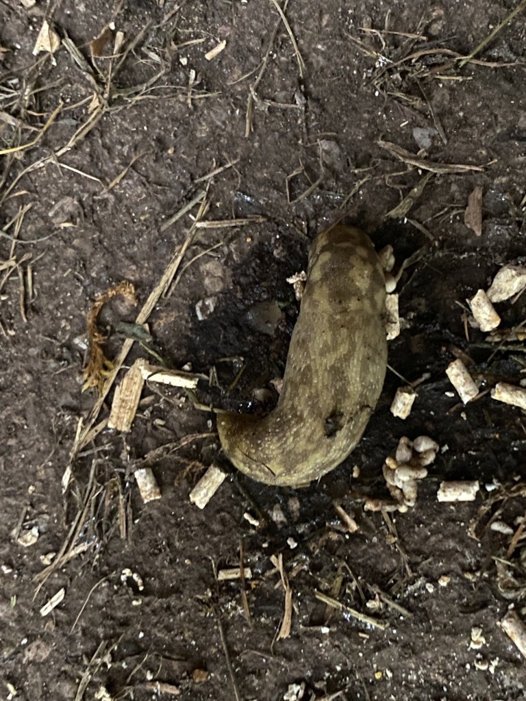 Green Cellar Slug from North Devon AONB, UK on May 29, 2024 at 08:27 PM ...